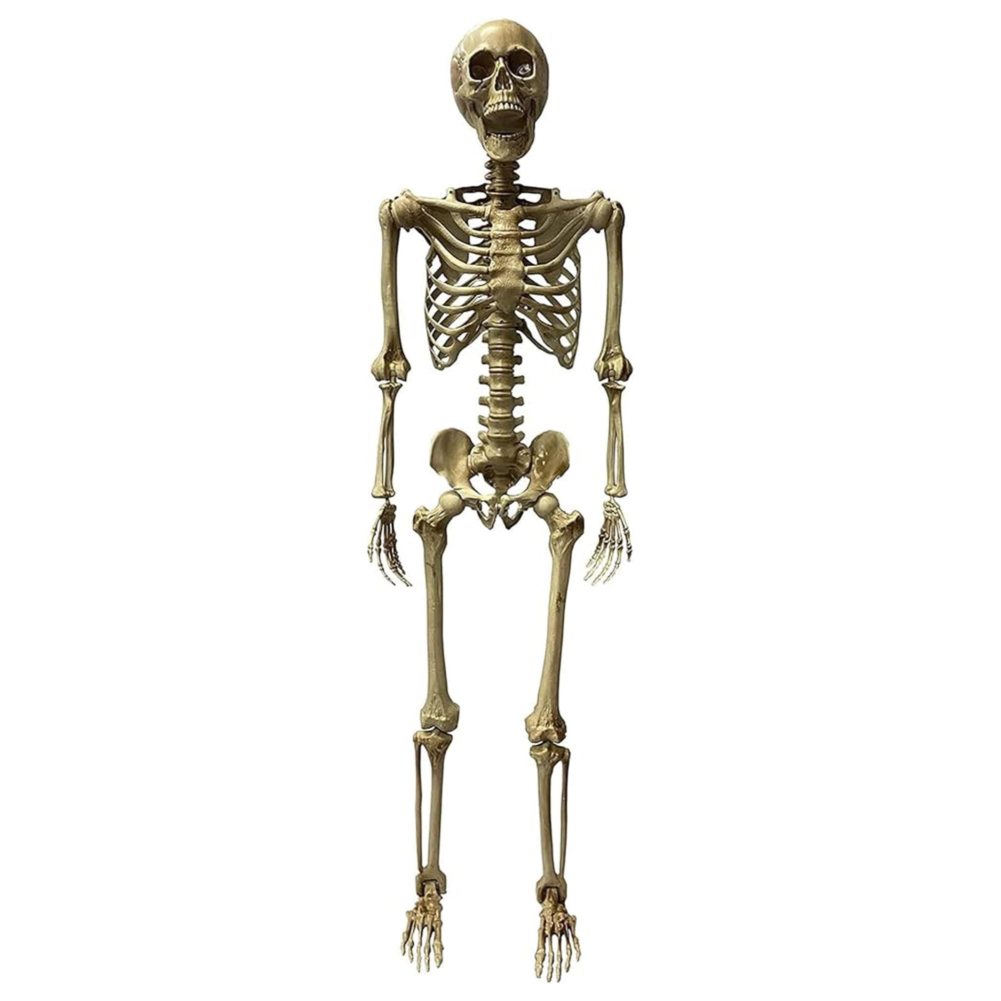 Deluxe 5' Poseable Skeleton | Free Shipping