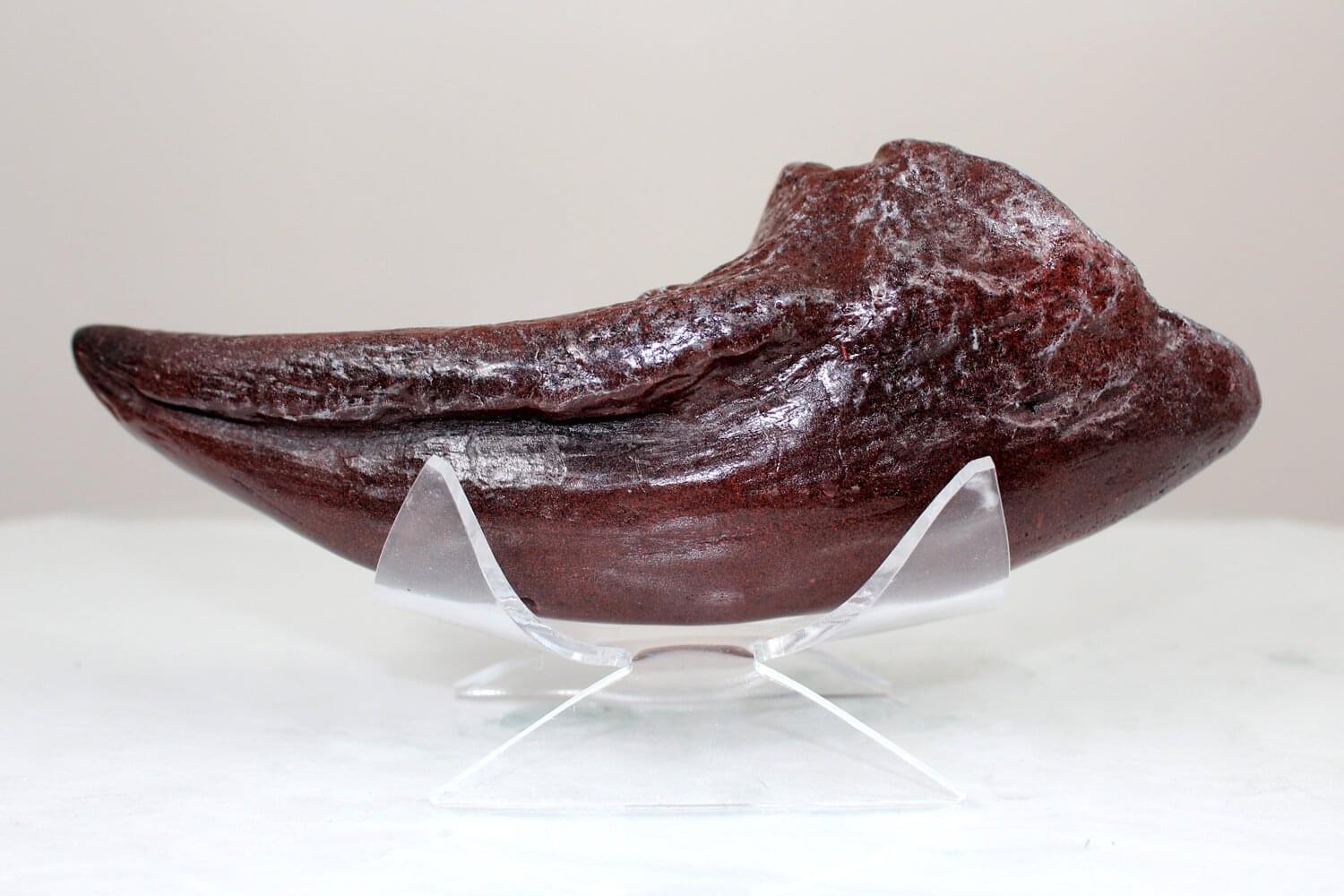 Allosaurus Toe Claw Resin Fossil Replica | Free Shipping