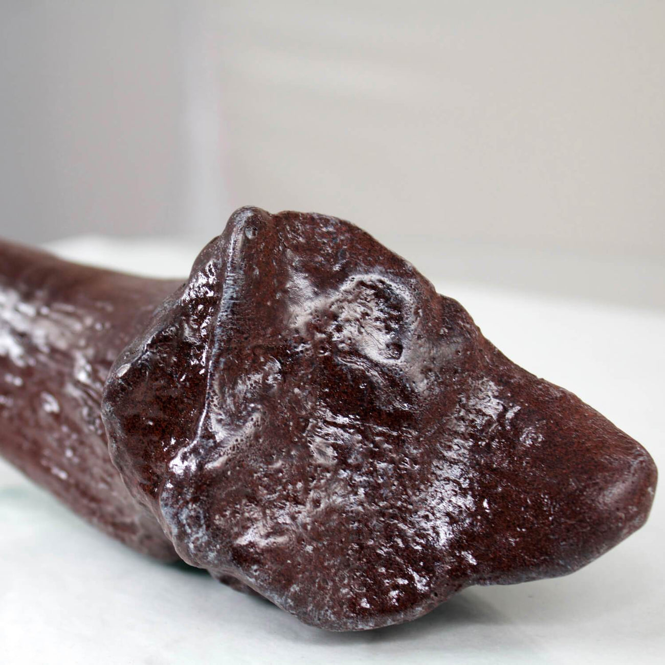 Allosaurus Toe Claw Resin Fossil Replica | Free Shipping