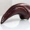 Allosaurus Toe Claw Resin Fossil Replica | Free Shipping