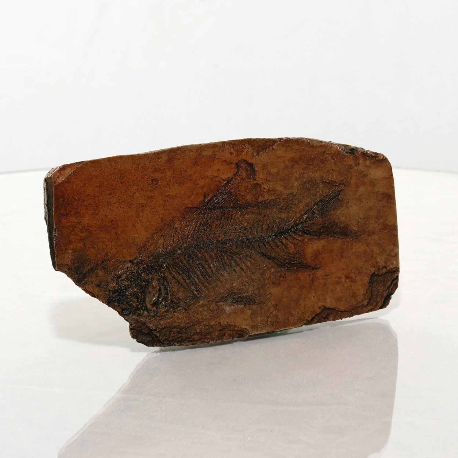 Fish in Shale Resin Fossil Replica | Free Shipping
