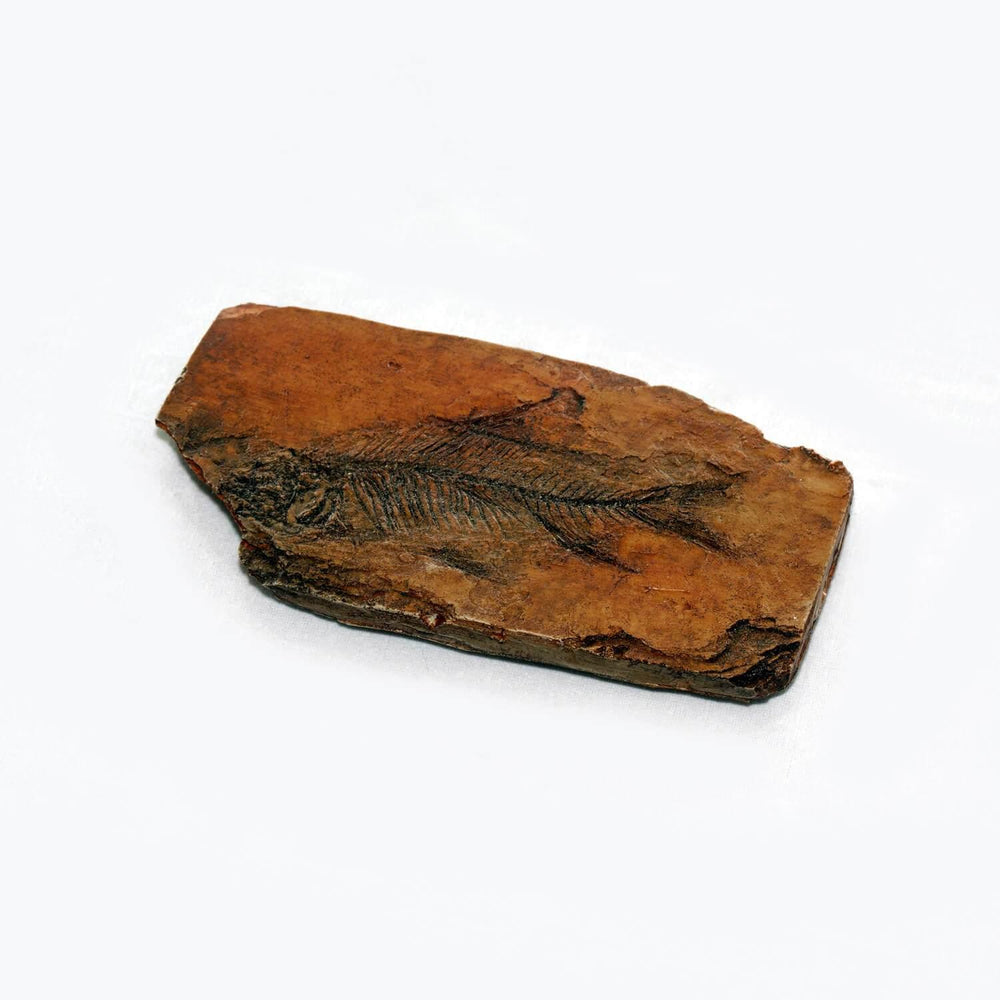 Fish in Shale Resin Fossil Replica | Free Shipping