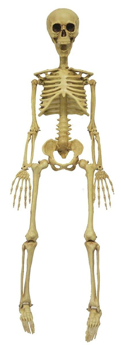 Realistic 36" Plastic Skeleton Halloween Décor | Free Shipping