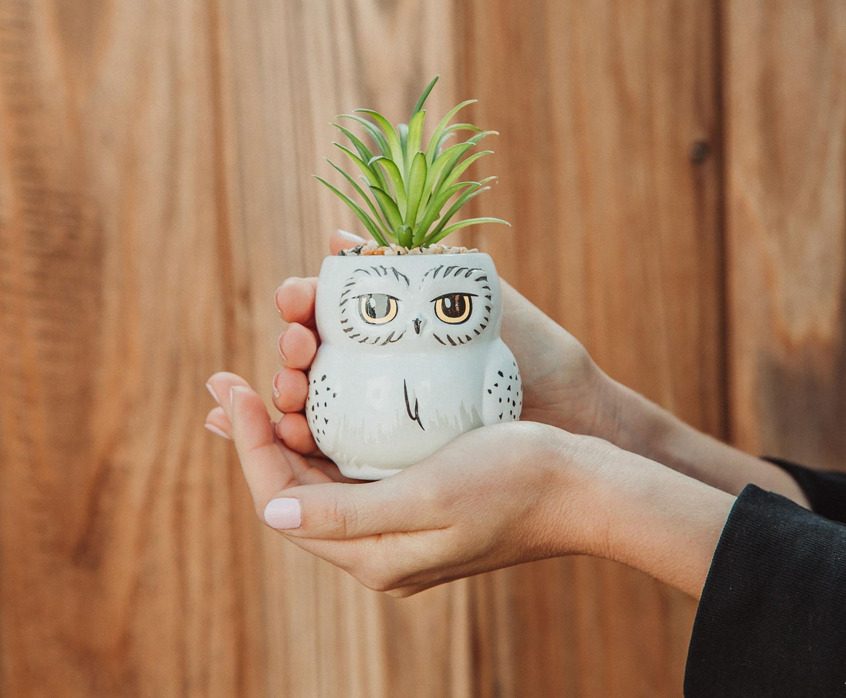 Harry Potter Hedwig Mini Planter | Free Shipping